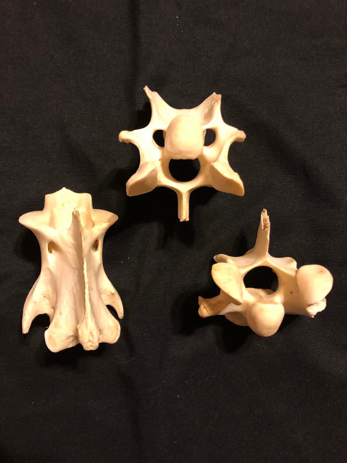 Whitetail Deer Neck Bones Vertebrae Spine | Etsy