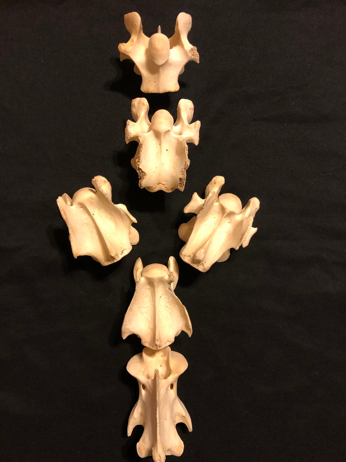 Whitetail Deer Neck Bones Vertebrae Spine | Etsy