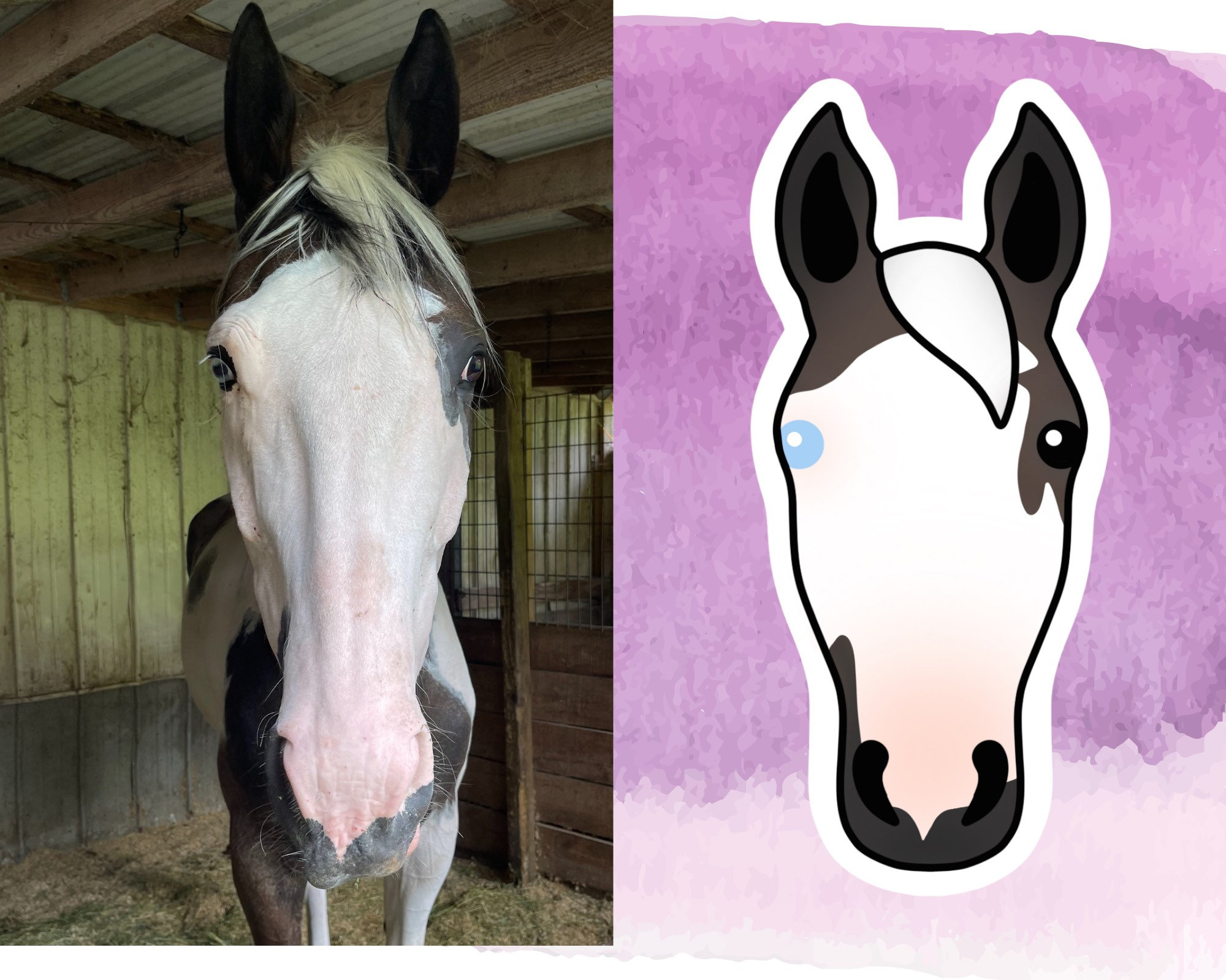 Custom Horse Sticker Horse Stickers Gift for Equestrian - Etsy