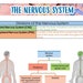 The Nervous System Tissues and Brain Anatomy and Physiology Nursing ...