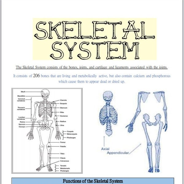Anatomy and Skeletal Flashcards - Etsy