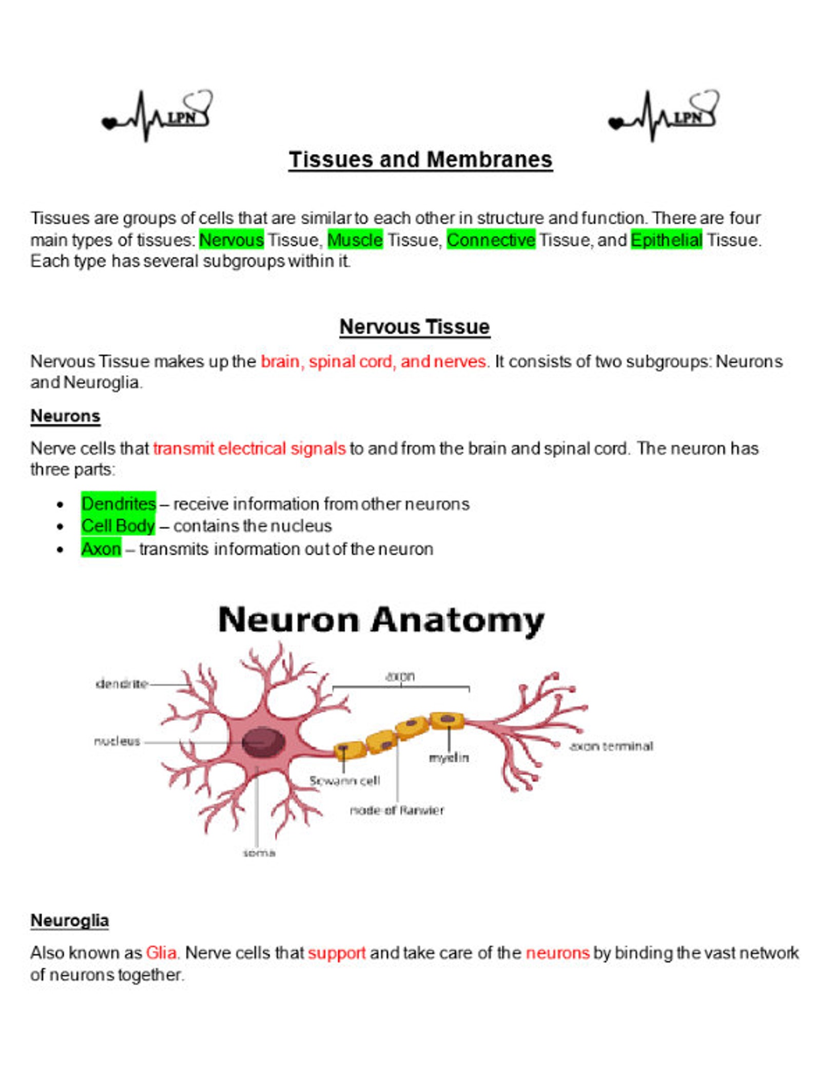 Tissues and Membranes A&P Nursing School Notes for LPN or RN Cheat ...