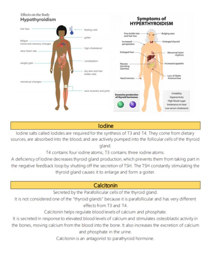 The Endocrine System - Everything You Need in the Easiest to Learn Way ...