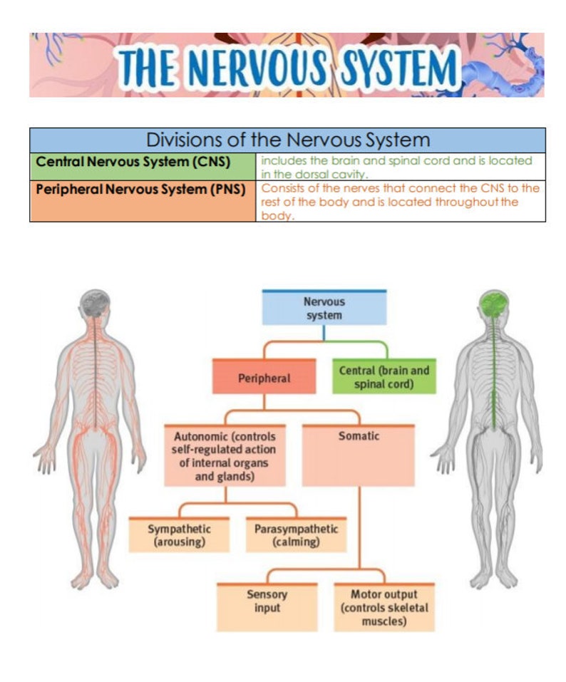The Nervous System Tissues and Brain Anatomy and Physiology Nursing ...