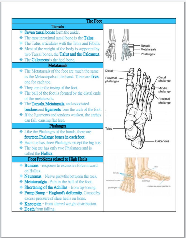 The Skeletal System - Everything You Need in the Easiest to Learn Way ...
