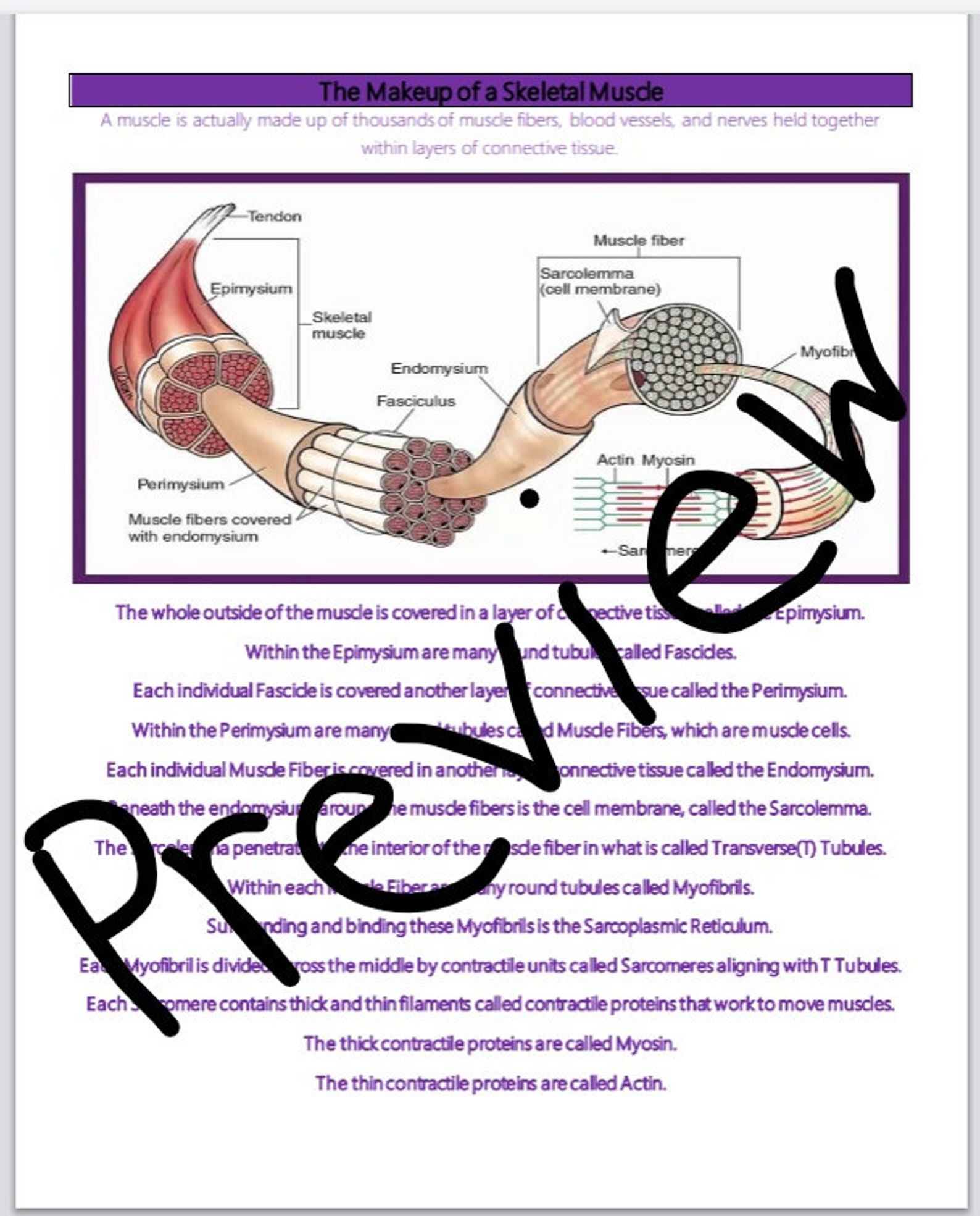 The Muscular System for Anatomy and Physiology Best Focused for LPN - Etsy