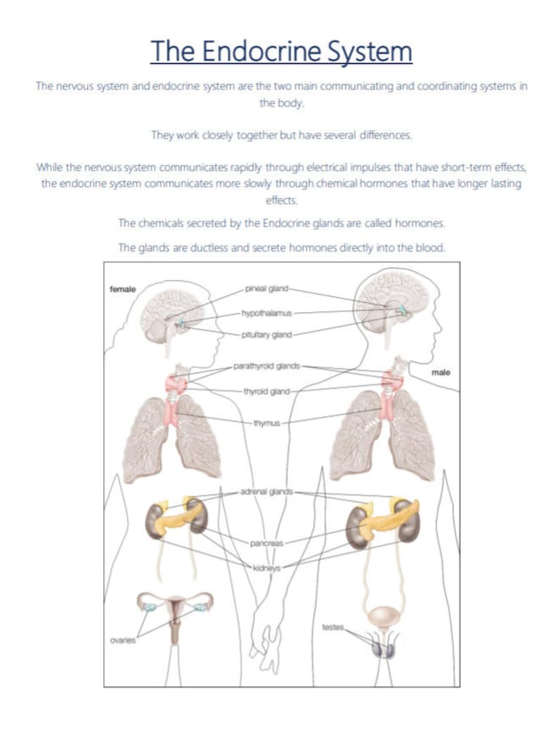 The Endocrine System - Everything You Need in the Easiest to Learn Way ...
