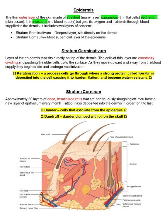 Integumentary System Anatomy and Physiology Notes Cheat | Etsy