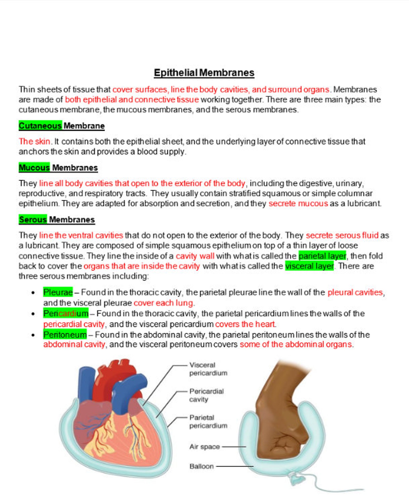 Tissues and Membranes A&P Nursing School Notes for LPN or RN Cheat ...