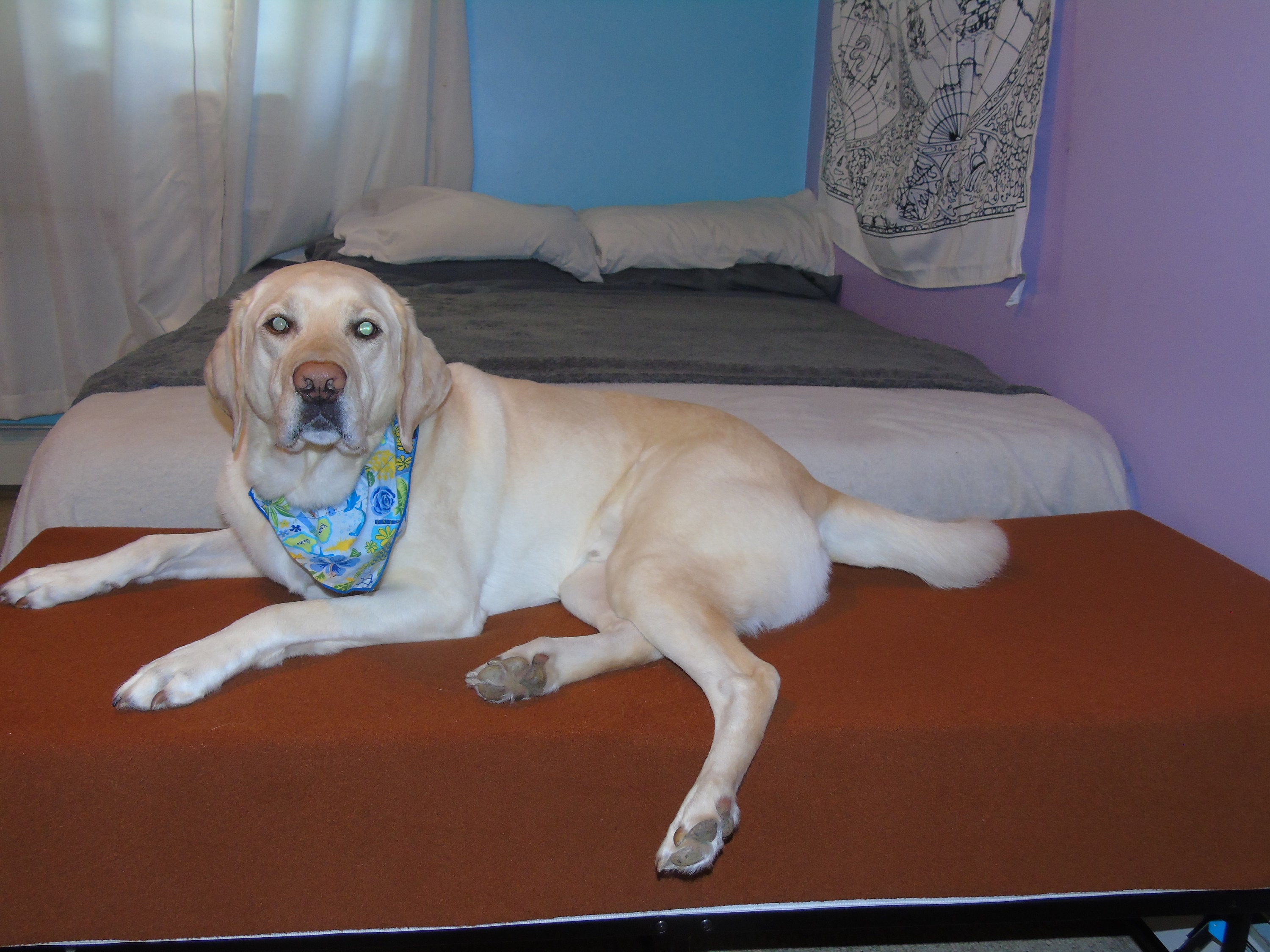 8" Dog Bed Mattress Extender Kit - Dog Bed Extension of Human Mattress ...