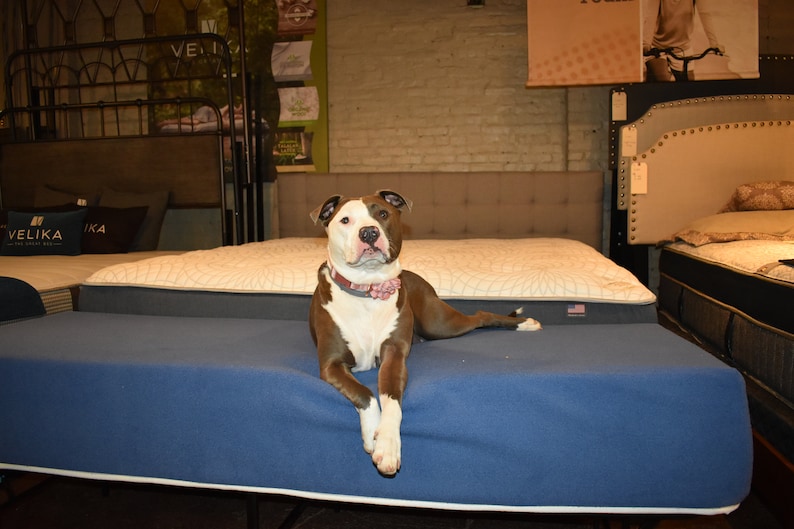 12 Dog Bed Mattress Extender Kit Dog Bed Extension of - Etsy