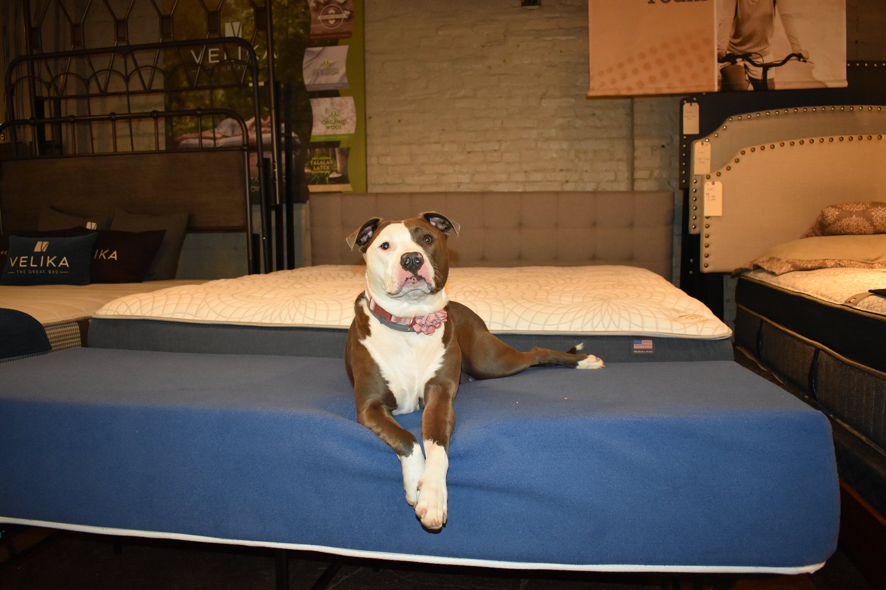 12 Dog Bed Mattress Extender Kit Dog Bed Extension of - Etsy.de