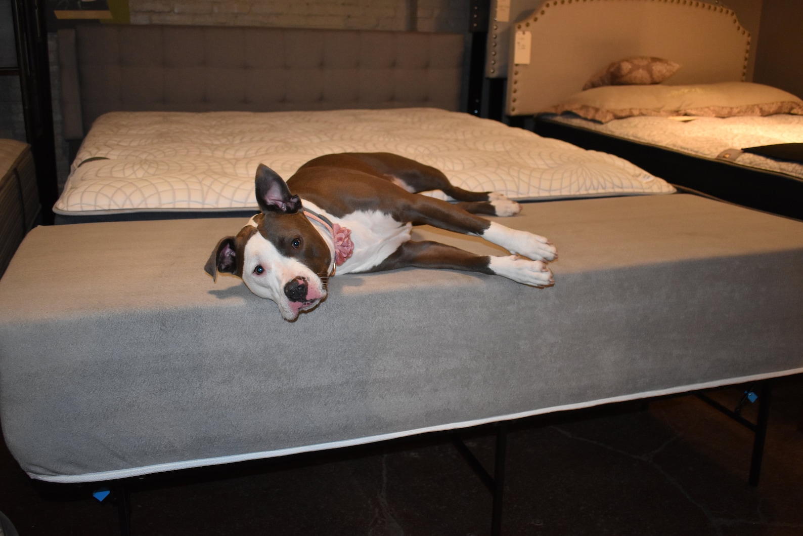12" Dog Bed Mattress Extender Kit - Dog Bed Extension of Human Mattress ...