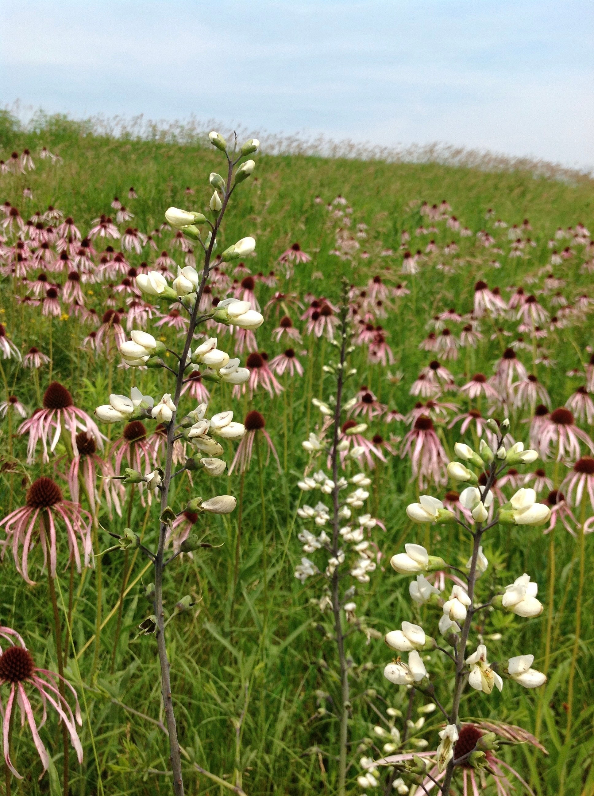 Certified Organic, White Wild Indigo, Native, Pollinator, Wildflower ...