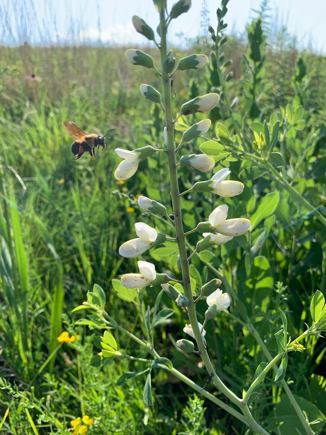 Certified Organic, White Wild Indigo, Native, Pollinator, Wildflower ...