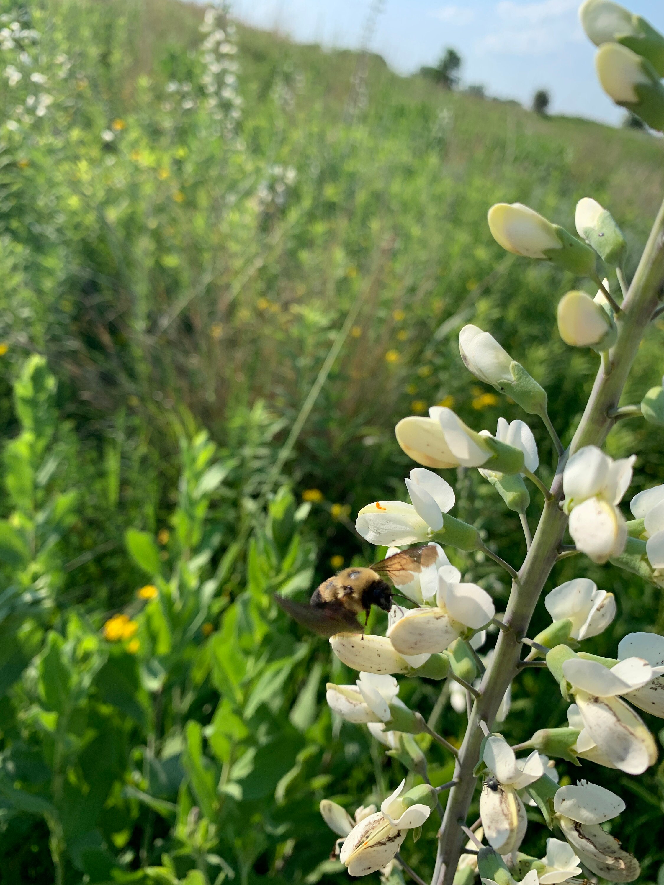 Certified Organic, White Wild Indigo, Native, Pollinator, Wildflower ...