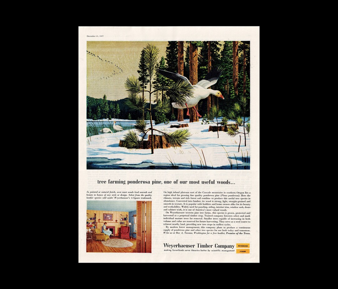 1957 Weyerhaeuser Company snow Geese Magazine Ad - Etsy