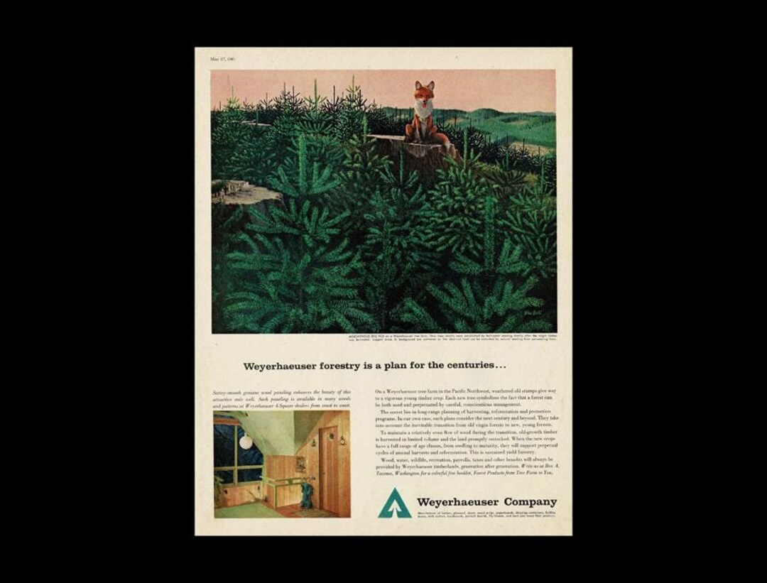 1961 Weyerhaeuser Company "red Fox" Magazine Ad - Etsy
