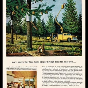 1957 Weyerhaeuser Company "squirrels & Tree Farm" Magazine Ad - Etsy