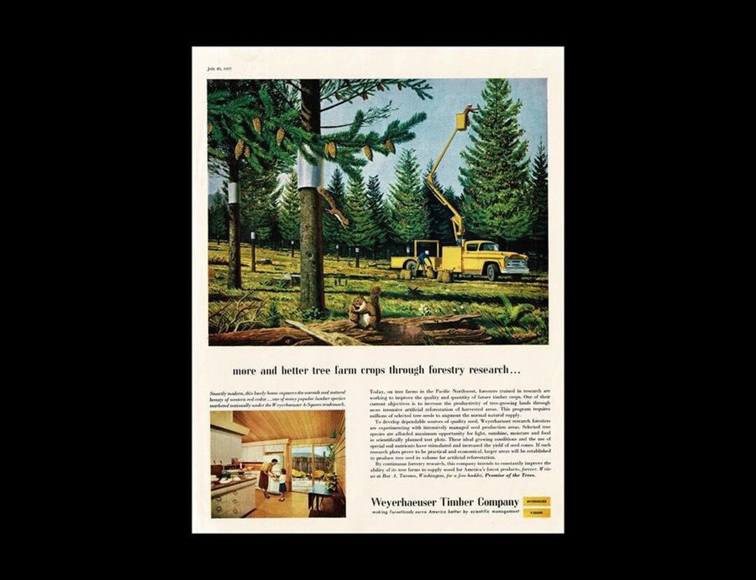1957 Weyerhaeuser Company "squirrels & Tree Farm" Magazine Ad - Etsy