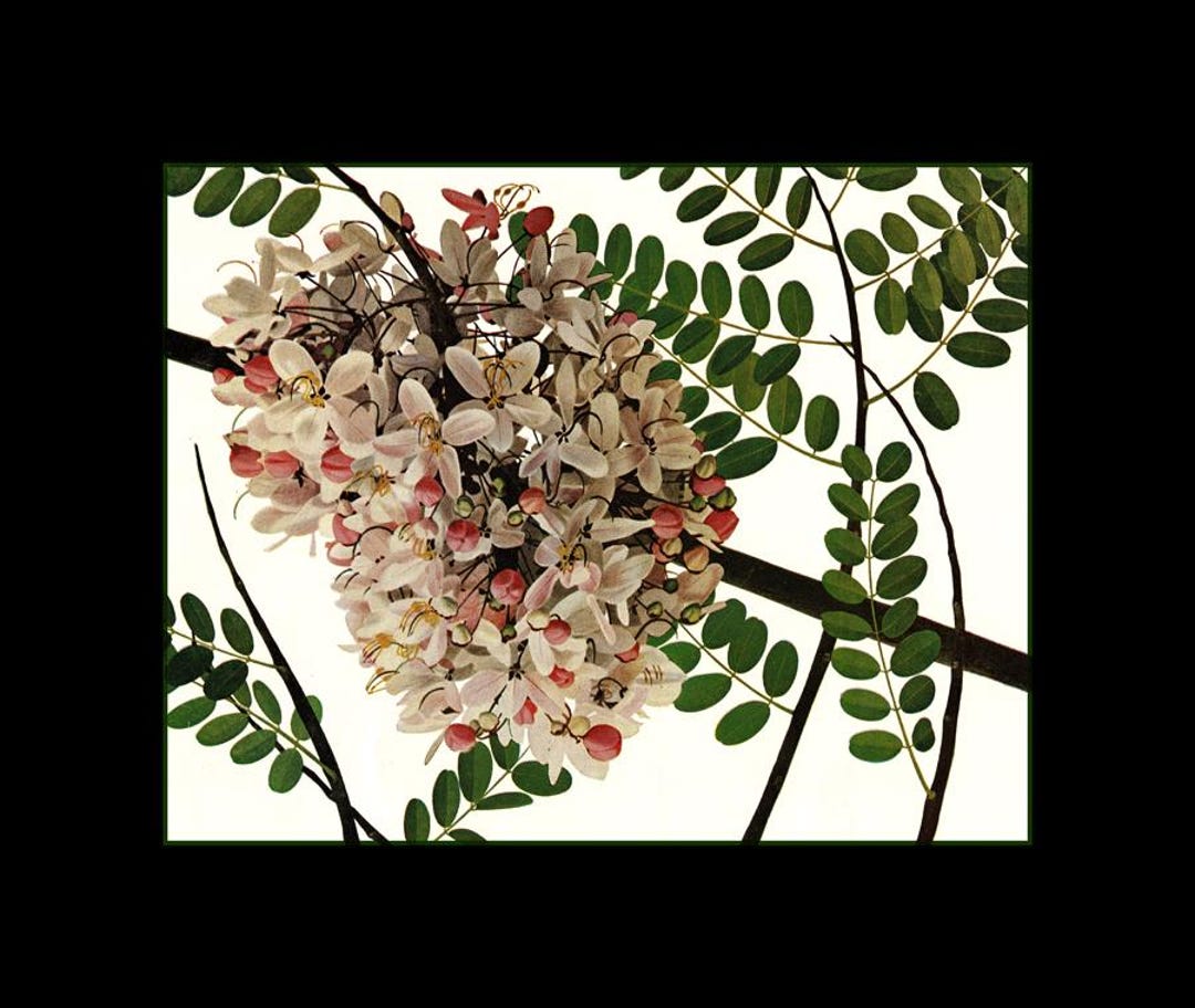 Caribbean Tropical Flower apple Blossom Cassia Garden Poster Art Print ...