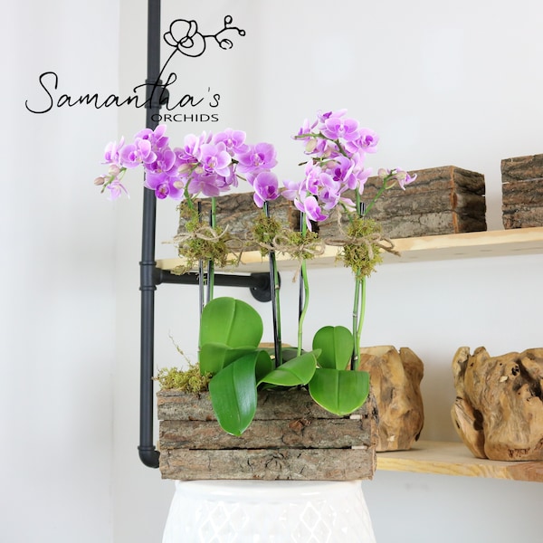 Rectangular Orchid Planter Pot - Etsy