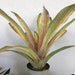 Bromeliad Aechmea 'alvarez' - Etsy