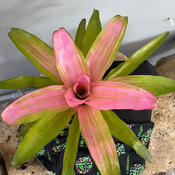Bromeliads - Etsy