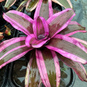 Bromeliad Neoregelia ‘pink Magic” - Etsy