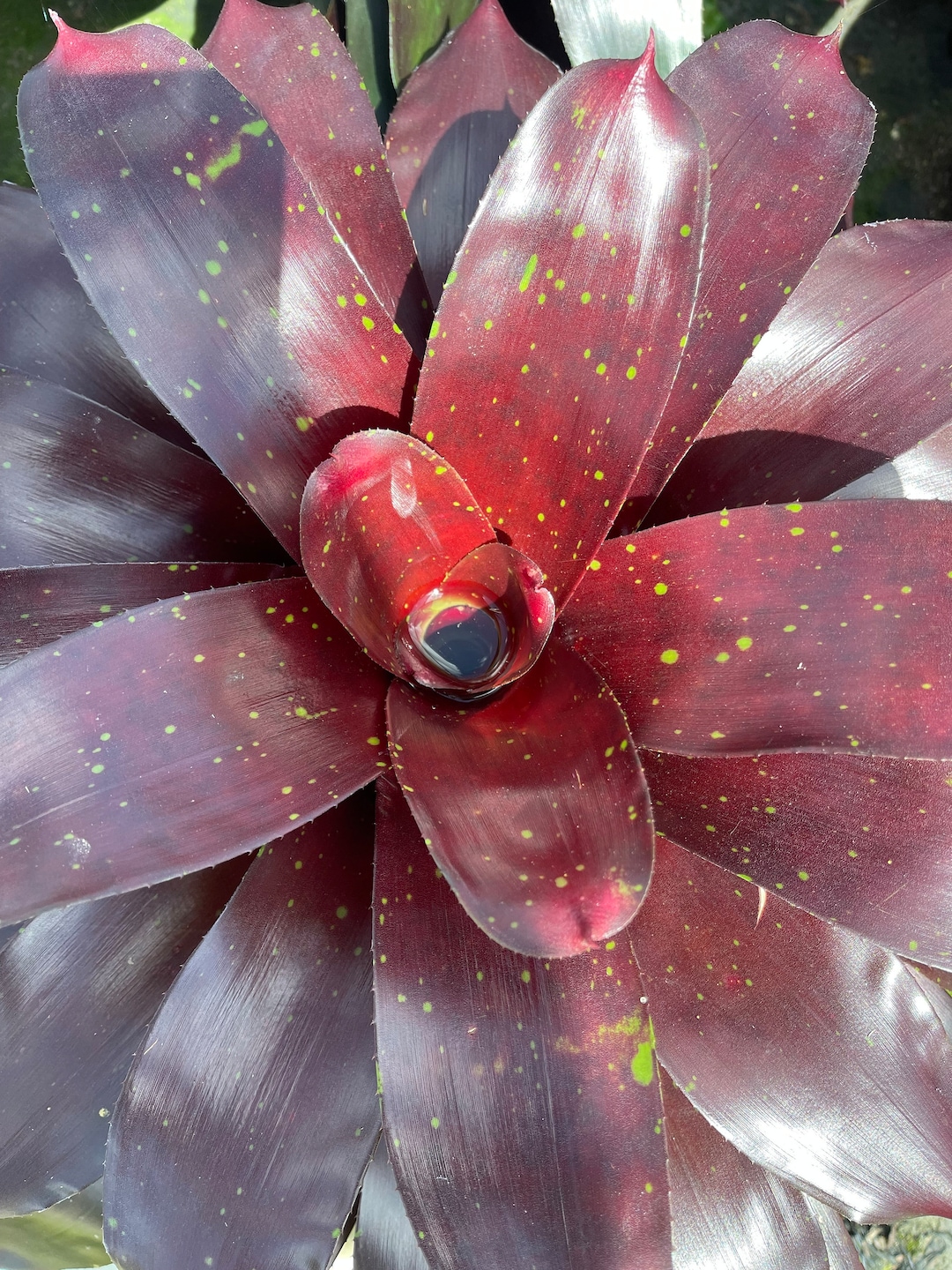 Broméliacées Neoregelia 'Royal Burgandy' - Etsy France