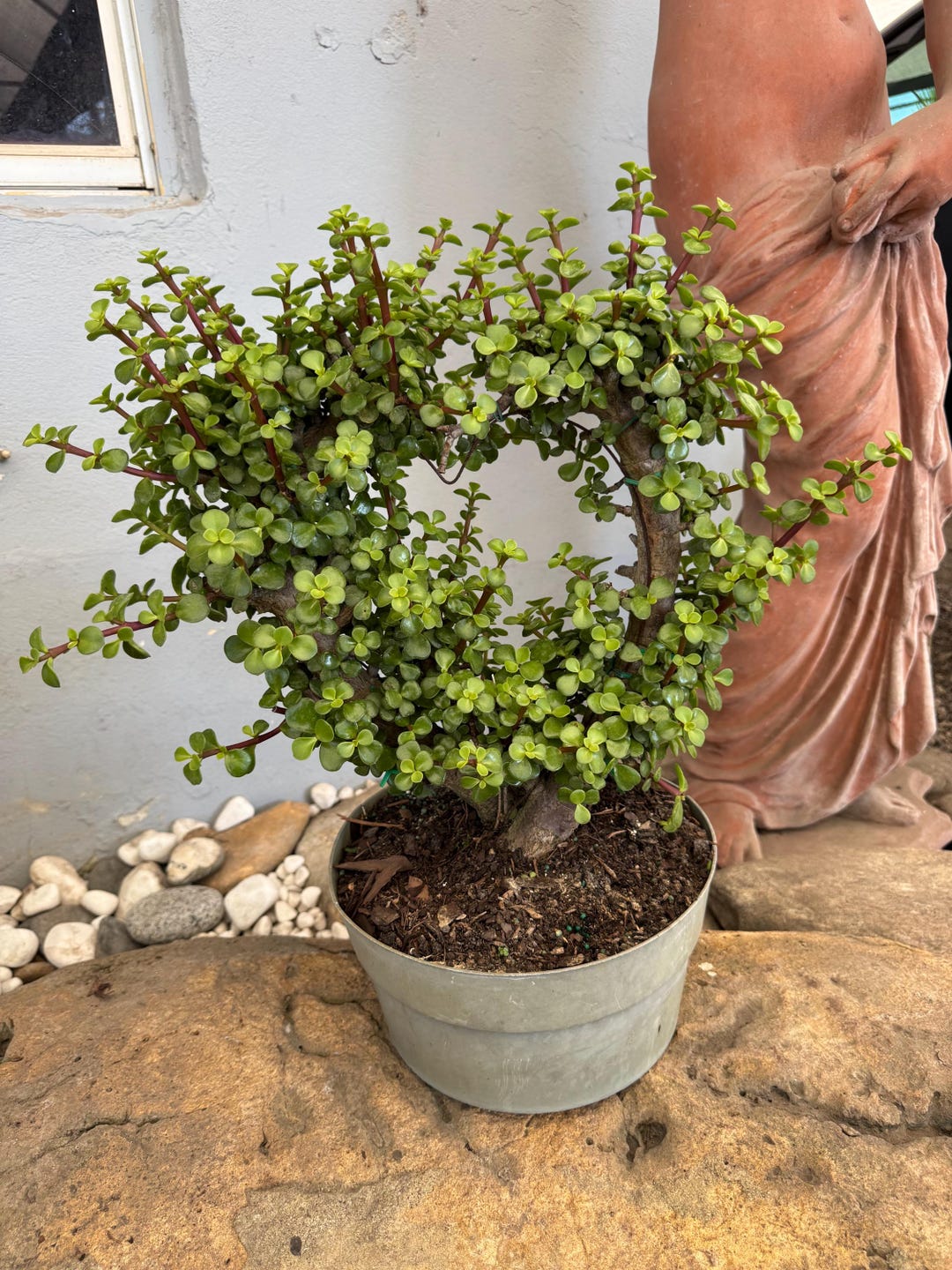 GIGANTIC Bonsai Jade Heart Trellis ‘portulacaria Afra’ - Etsy