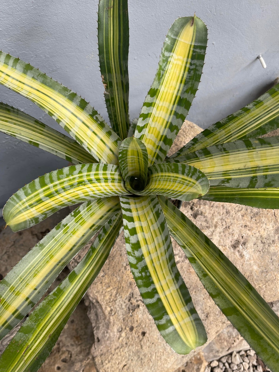 Bromeliad Aechmea 'samurai' Yellow, White & Green Sensation - Etsy