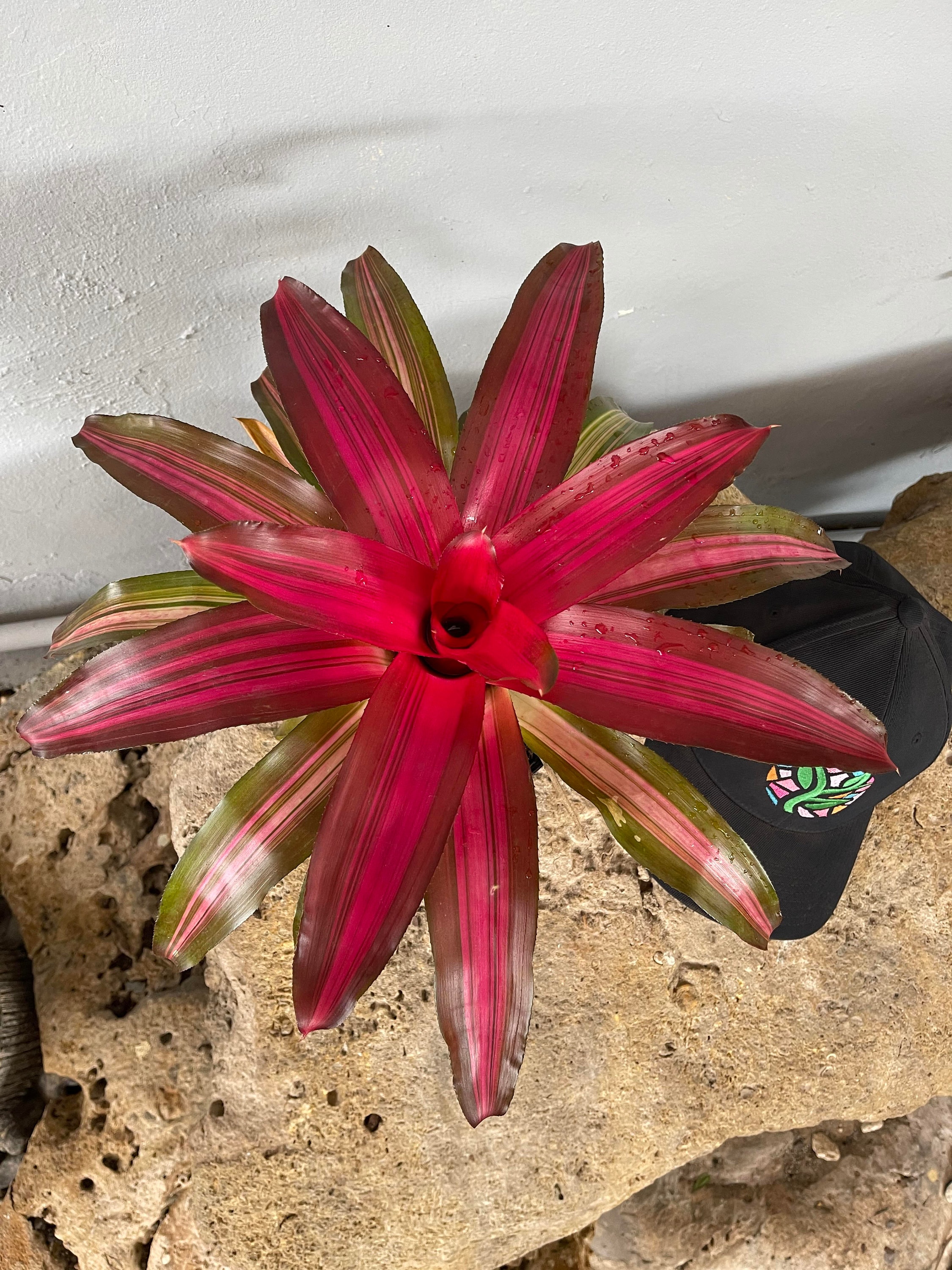 Bromeliad Neoregelia 'Tricolor Perfecta'