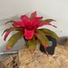Bromeliad Neoregelia 'magali' - Etsy