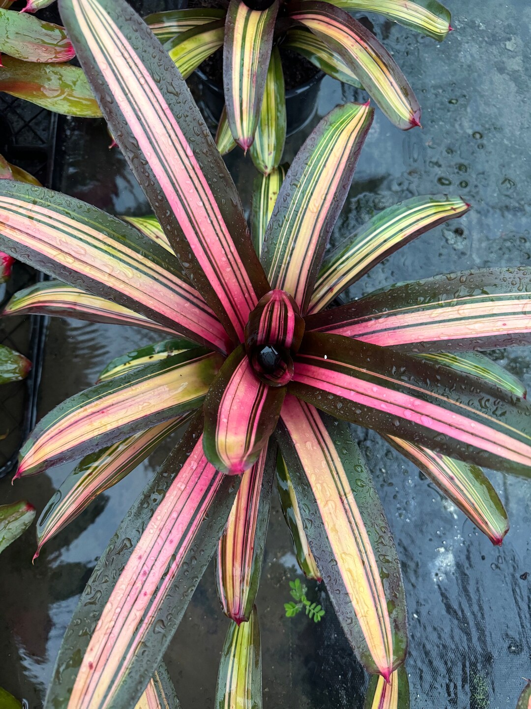 Bromeliad Aechmea ‘perfection’ - Etsy