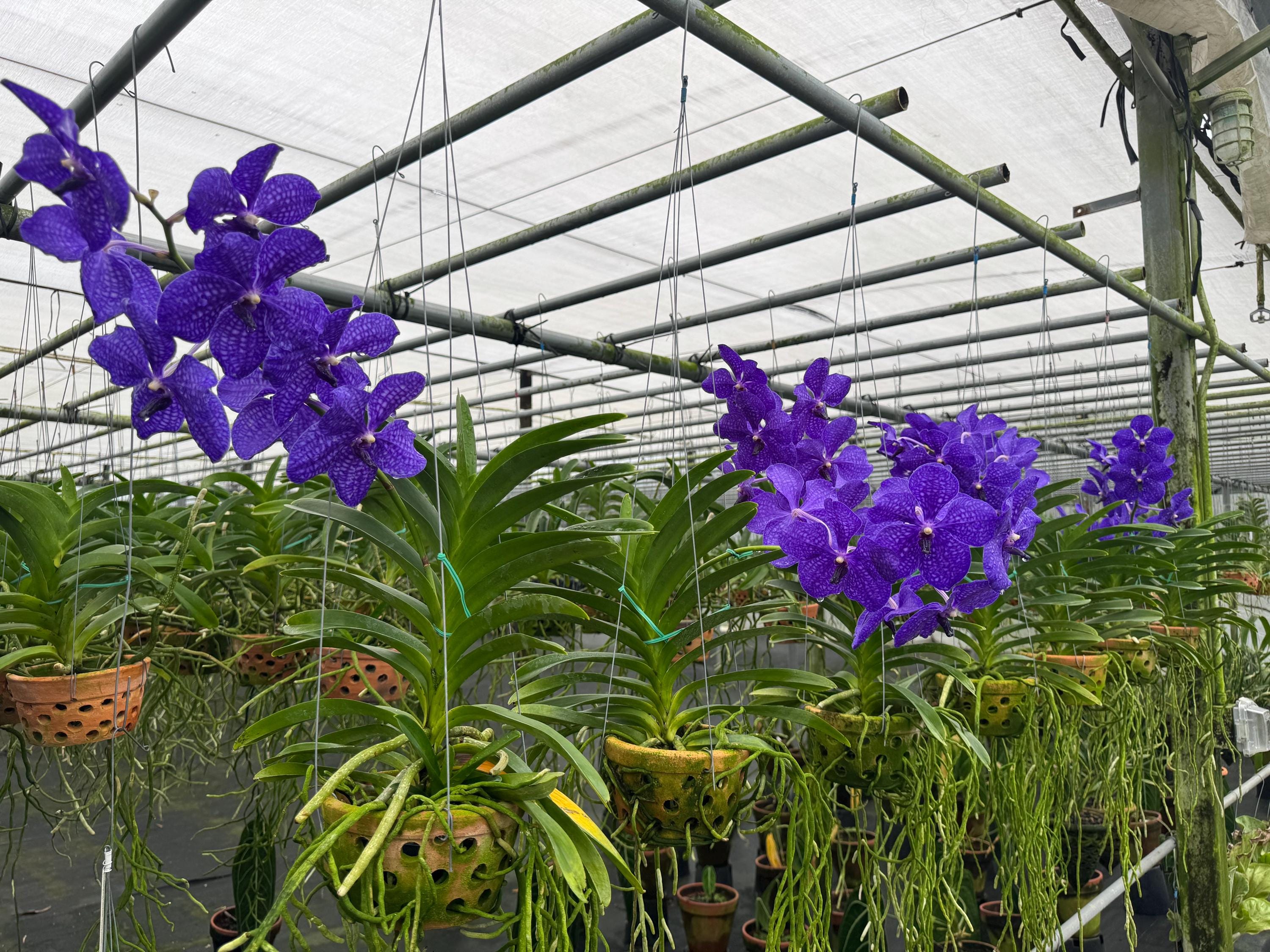 Vanda Orchids With Hanging Pot XL Size - Etsy