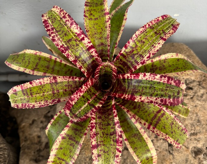Bromeliad Neoregelia ‘hypnotic’ - Etsy