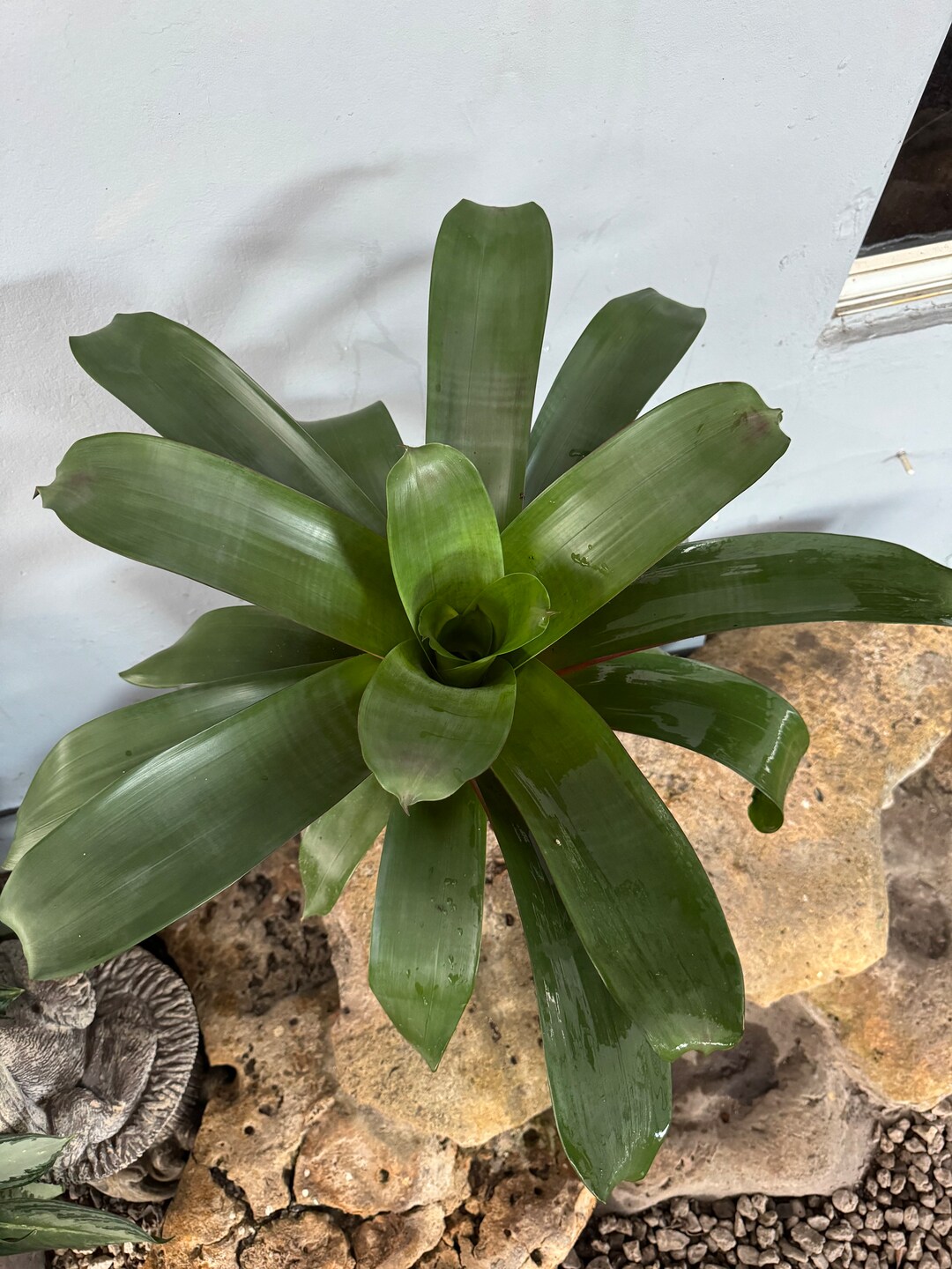 Bromeliad Alcantarea Imperialis rubra - Etsy