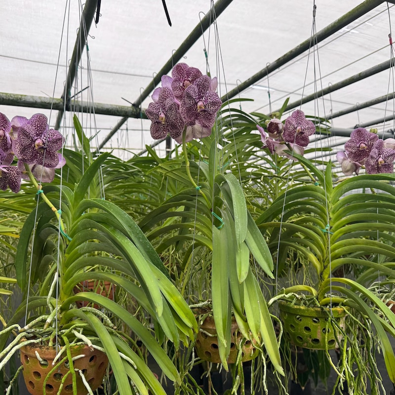 Exotic Orchids Hanging - Etsy