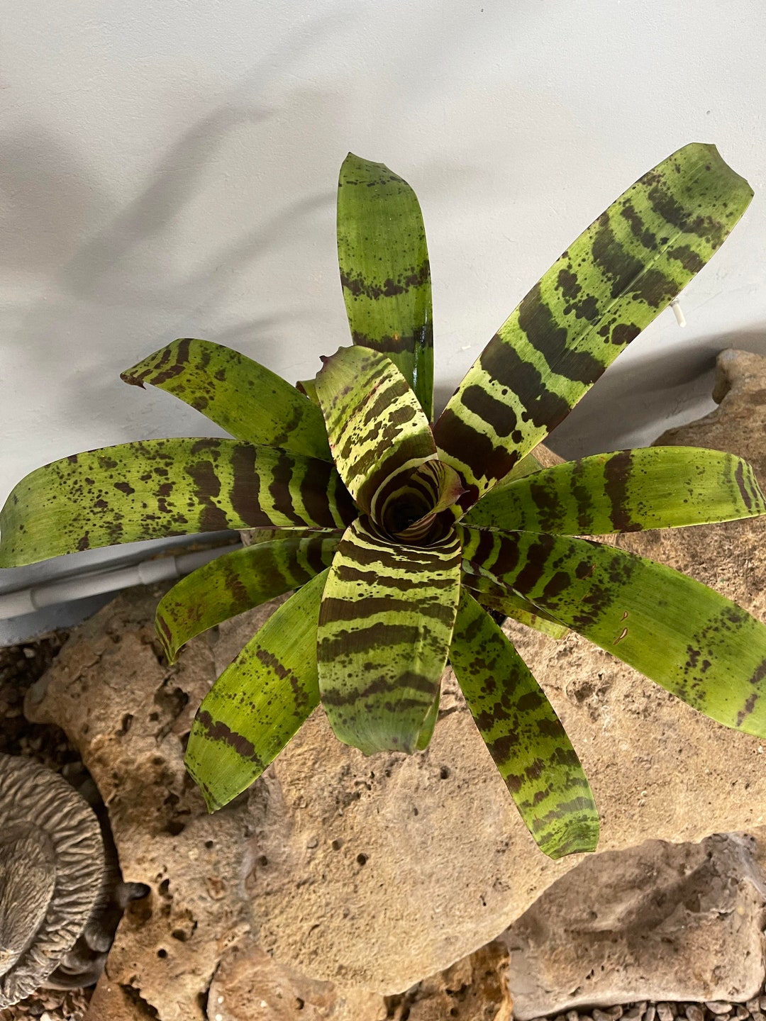 Bromeliad Vriesea 'green Zebra' - Etsy