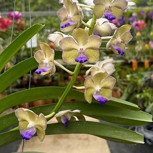 Vanda Orchids With Hanging Pot XL Size - Etsy