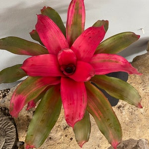 Bromeliad Neoregelia 'magali' - Etsy