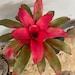 Bromeliad Neoregelia 'magali' - Etsy