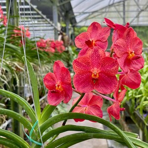 Vanda Orchids With Hanging Pot XL Size - Etsy