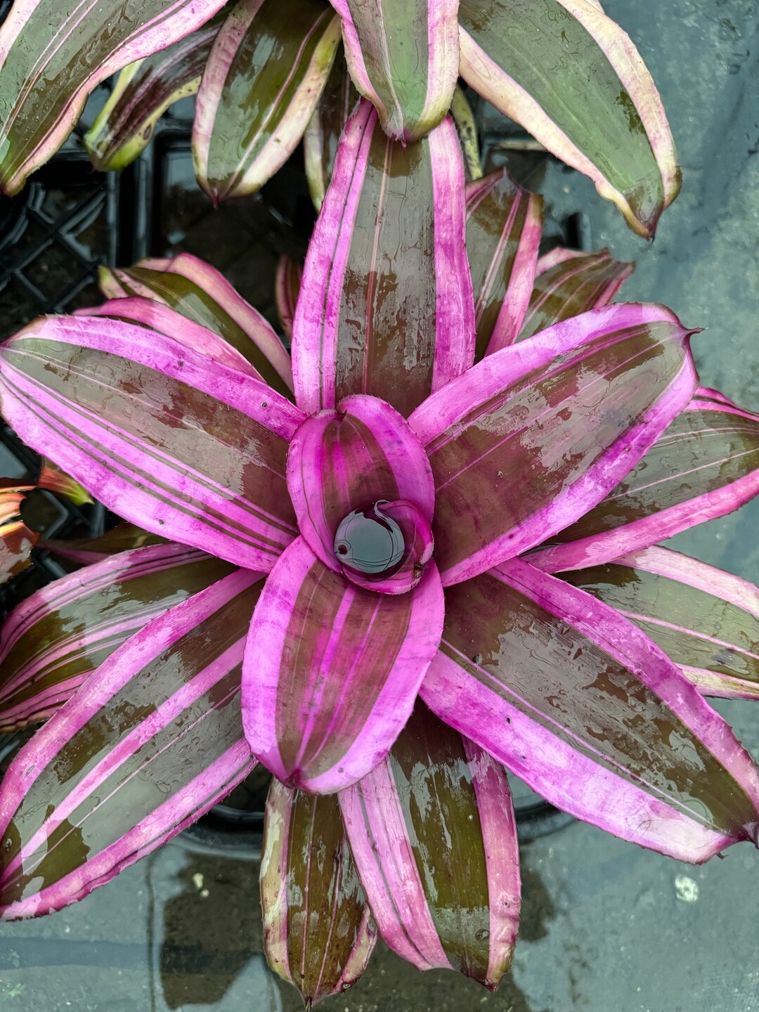 Bromeliad Neoregelia ‘pink Magic” - Etsy