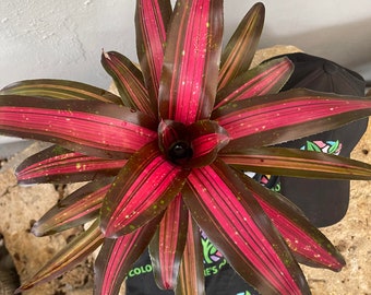 Neoregelia maria Bromeliad, 6 Pot - Etsy