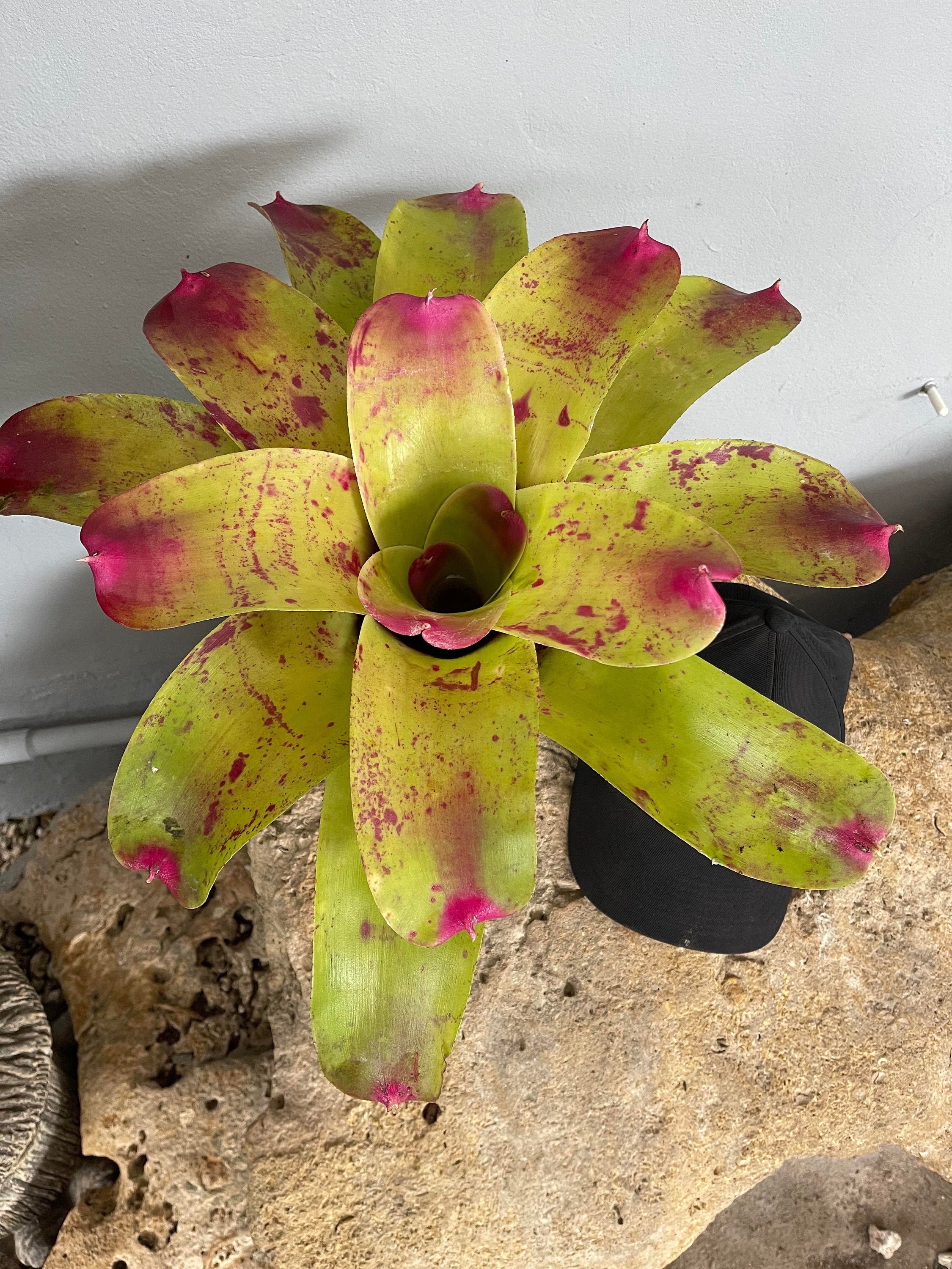Bromeliad Neoregelia 'Johannis' - Full Sun Exotic!