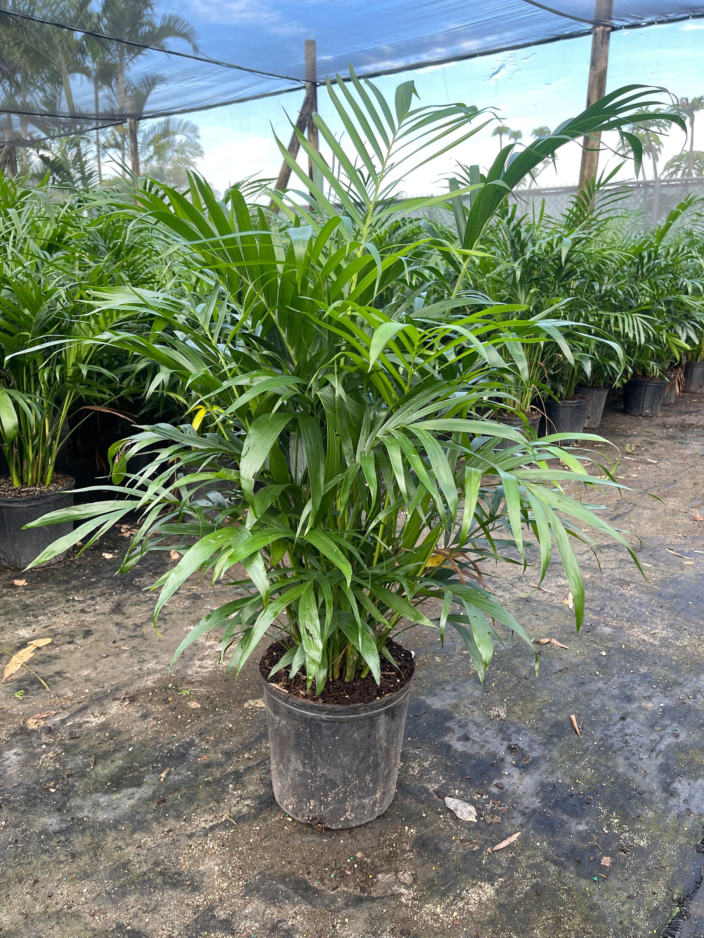 Cat Palm chamaedorea Cataractarum - Etsy