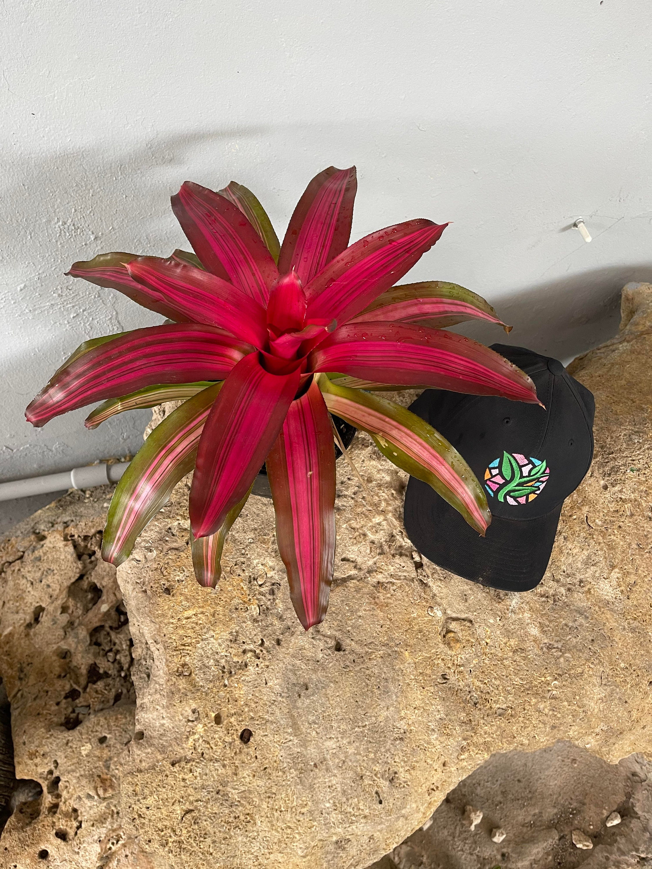 Bromeliad Neoregelia 'Tricolor Perfecta'