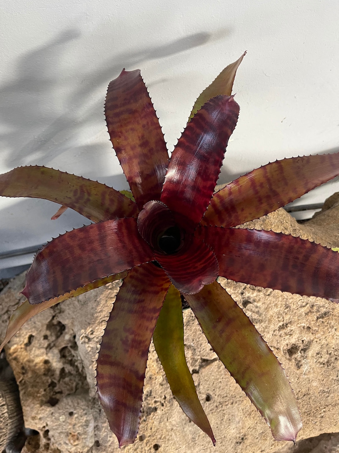 Bromeliad Neoregelia 'red Tiger' - Etsy
